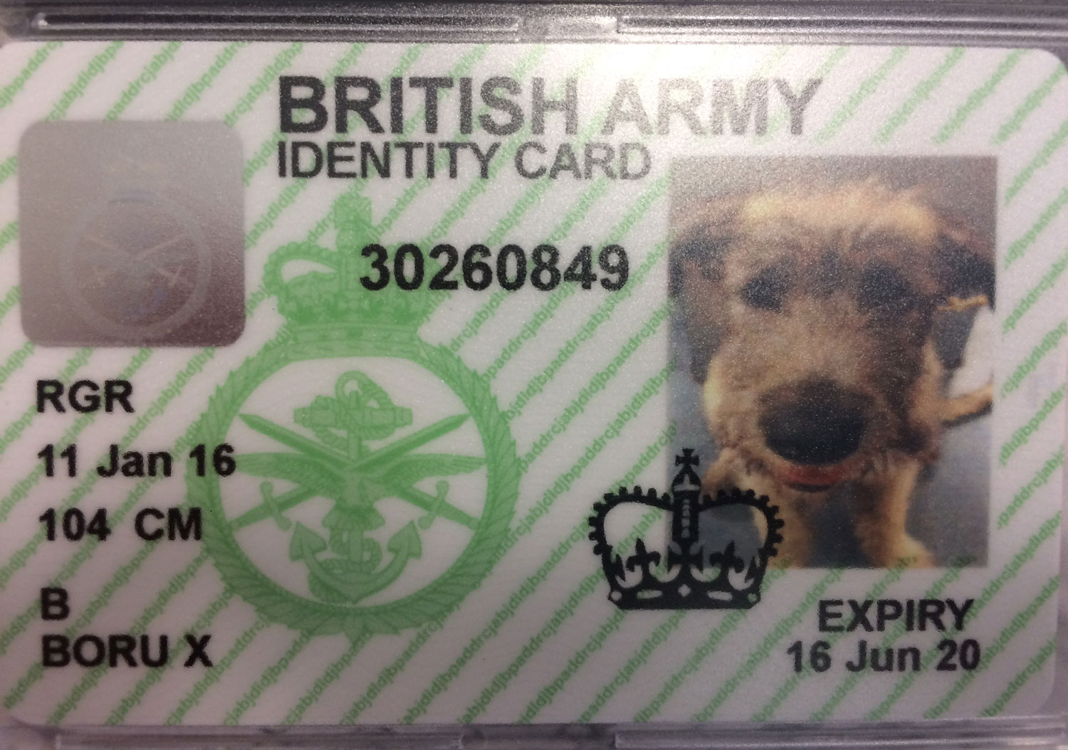 Royal Irish Regiment's beloved Irish wolfhound mascot Brian Boru X dies ...