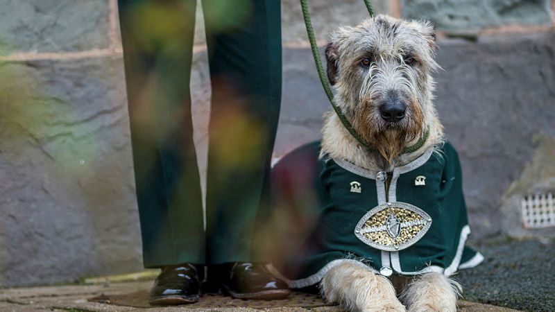 Why does the Royal Irish Regiment have a dog as a mascot?