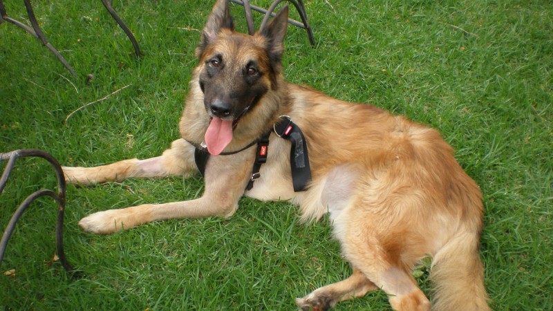 Special Operations Dog Posthumously Awarded Top Bravery Honour