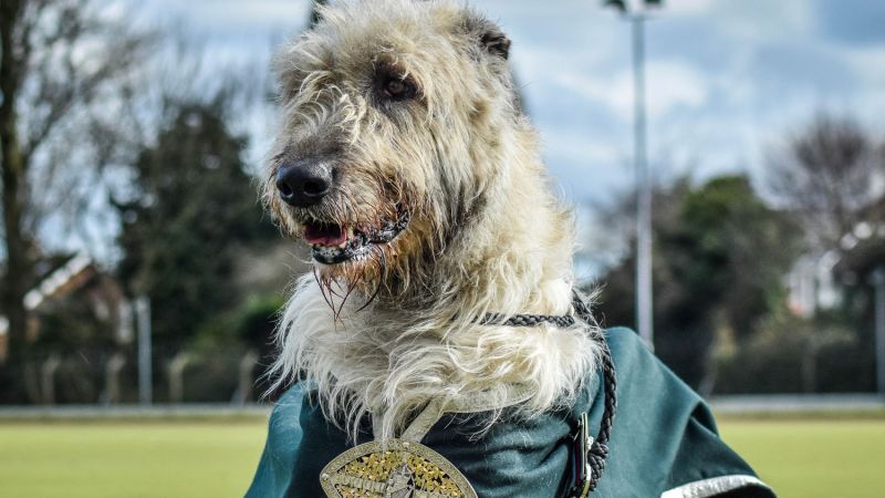 Royal Irish Regiment's beloved Irish wolfhound mascot Brian Boru X dies ...