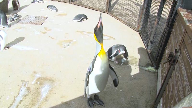 Meet Brigadier Sir Nils Olav III: The World's Highest Ranking Penguin