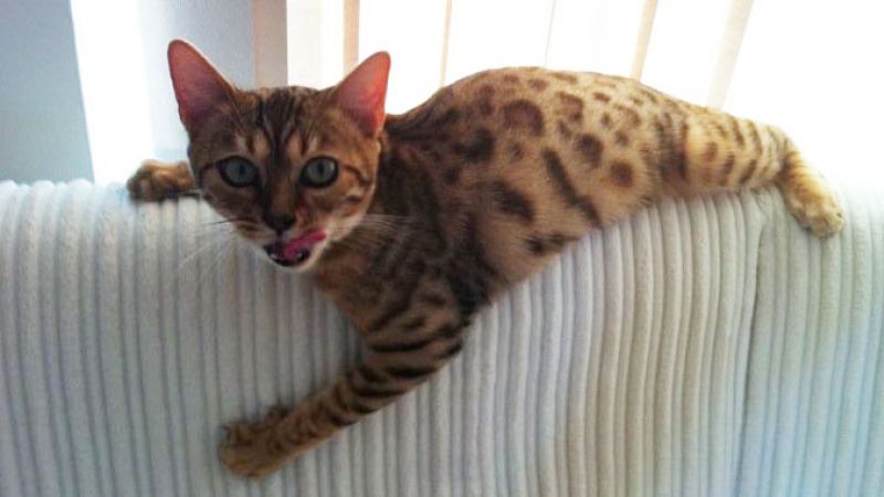 Are You Celebrating International Military History Cat Day?