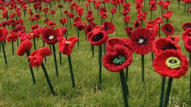 Spectacular Poppy Display At Chelsea Flower Show