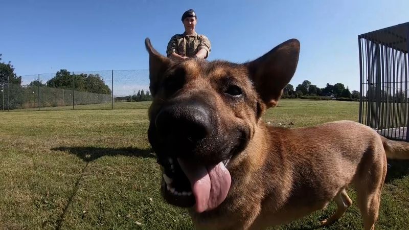 Behind-the-scenes glimpse of regiment that trains military's four ...