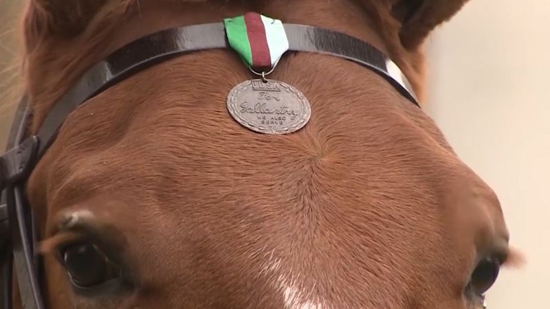 Dickin Medal: 80 years of honouring the military's heroic frontline animals