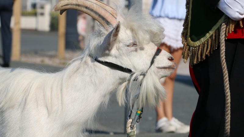 The Hometown Goat Leading The Armed Forces Day Parade