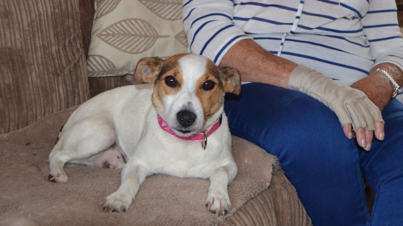 Meet Jess - The Hero Dog Who Accompanied An Ex-Para On An Epic Journey