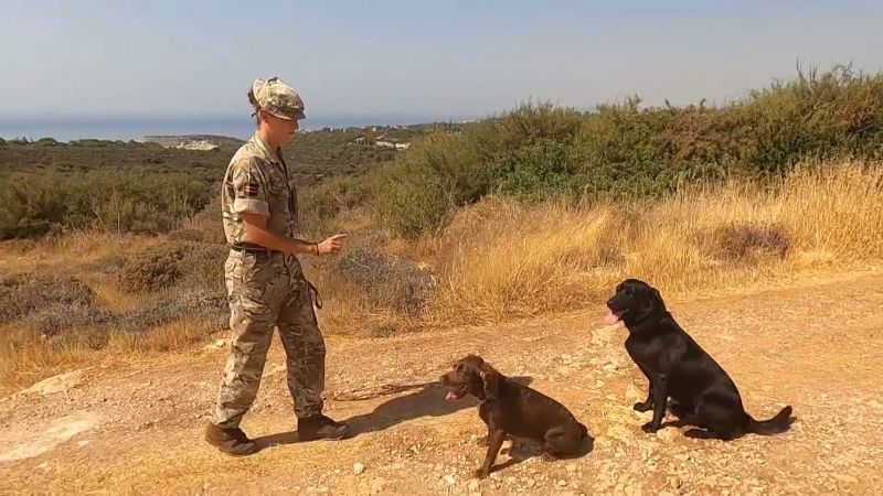 Inside The Cyprus Military Working Dog Troop At Episkopi Garrison
