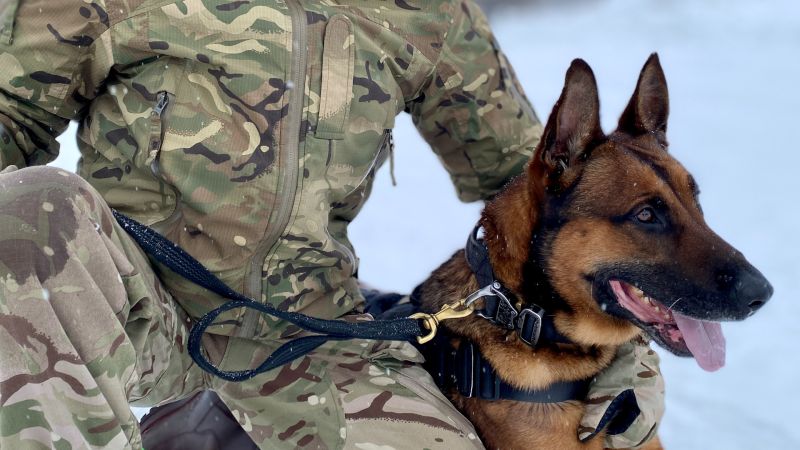 Military dogs prove their bark isn't bigger than their bite on Arctic ...