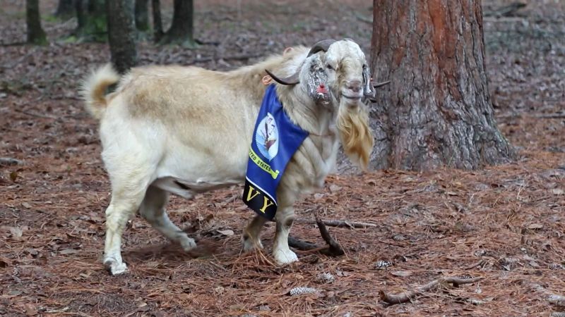The moment a US Army tank 'blows up' Navy rival's goat mascot