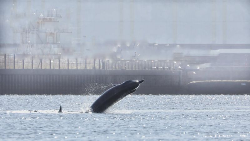 Whales Begin To Be Herded Back To Sea Ahead Of Exercise Joint Warrior