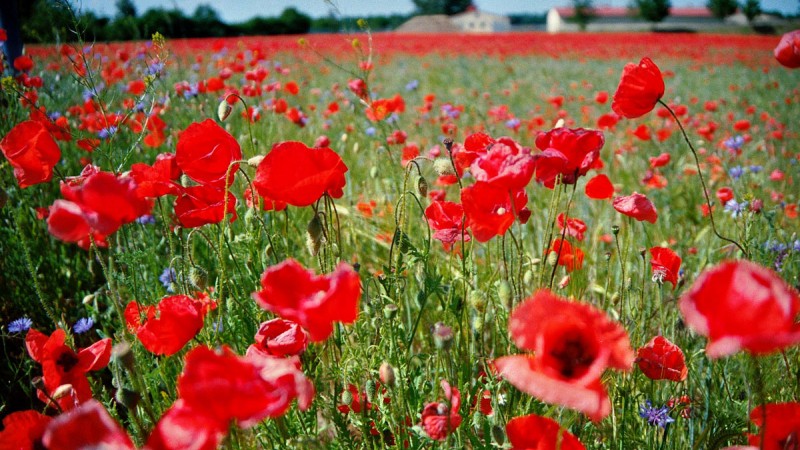 Giant Chalk Poppy To Grace Wiltshire Landscape