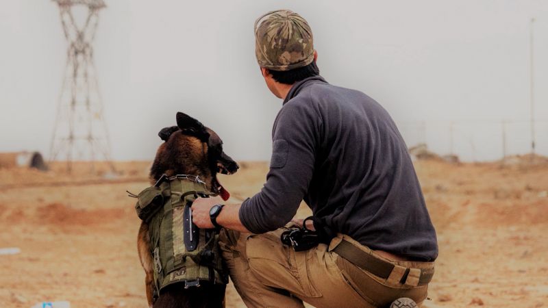 Lifesaving French navy commando dog receives highest honour for animals