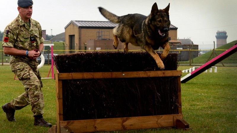 RAF Comes Out 'Top Dog' Over US Air Force