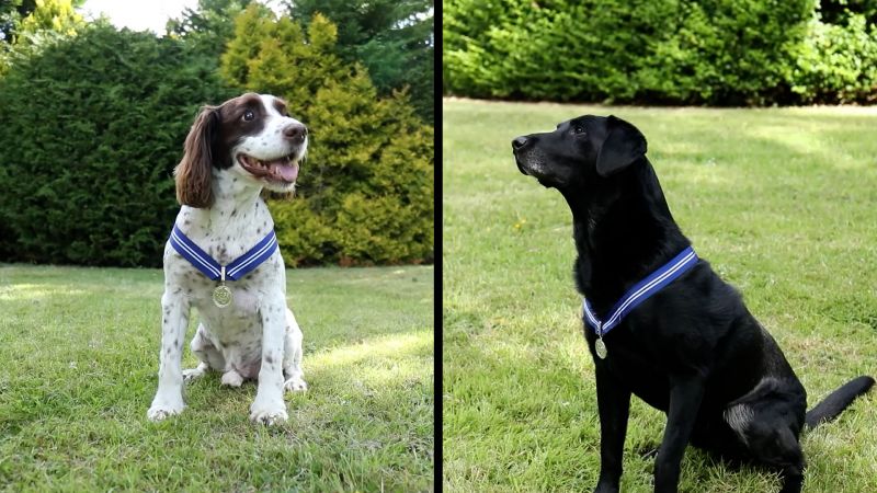 Meet The Life-Saving RAF Dogs Awarded Animal OBEs