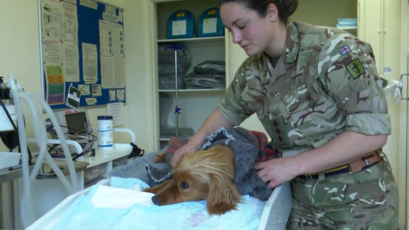 Army rugby player balances rugby and veterinary duties ahead of ...