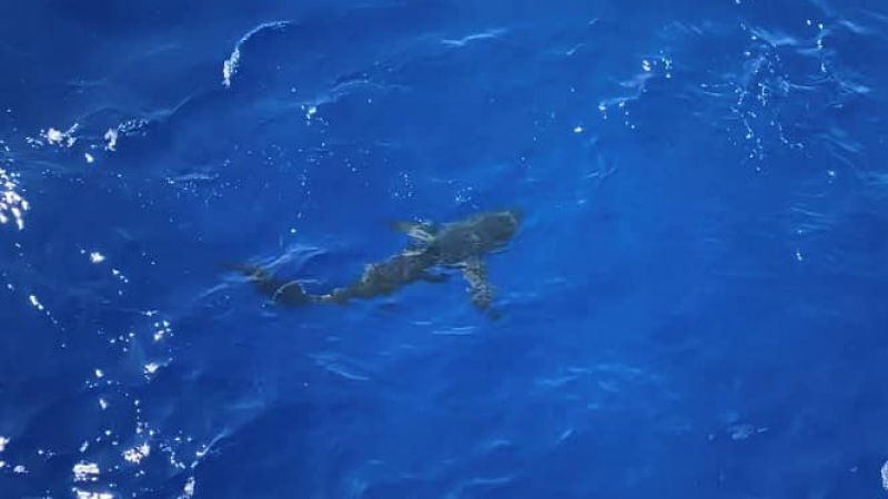 Moment crew open fire on shark during US Swim Call captured on film