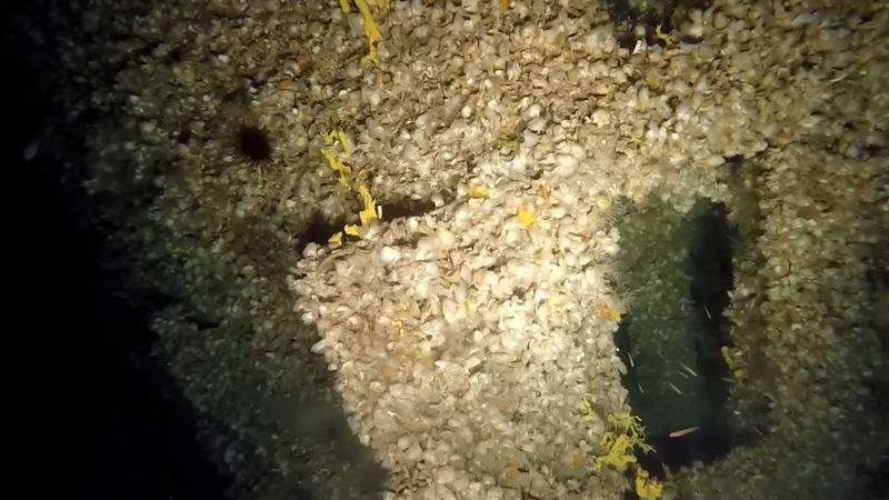 Wreck of British WW2 submarine found after decades-long search