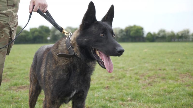 Coronavirus: How Is Lockdown Impacting The Defence Animal Training ...