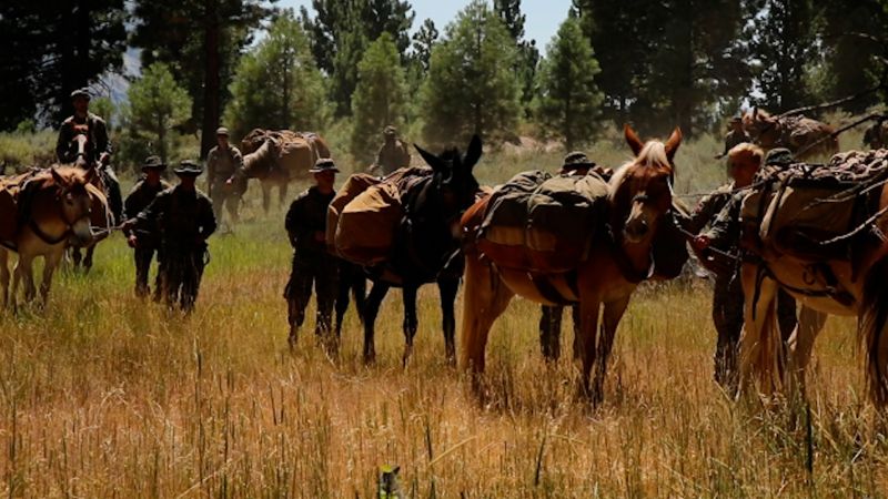 Exclusive: Behind the scenes at US Military Mule School where mules out ...