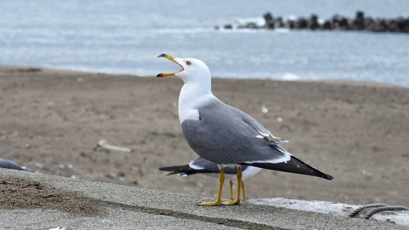 Former Naval Reservist's 17-Year Hotel Ban Lifted After Crazy Seagull ...