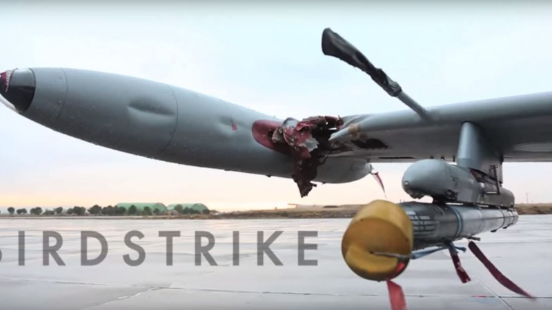 What To Do If A Bird Strikes Your Plane