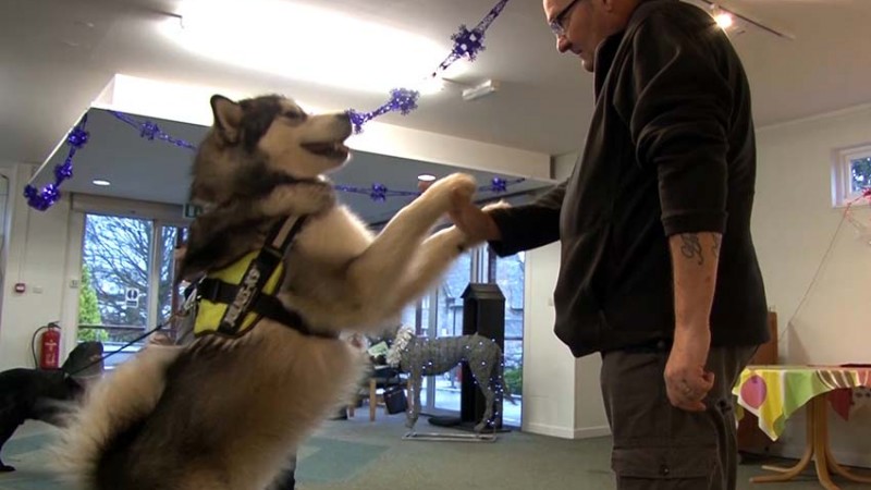 A Helping Paw: Training Dogs Gives Veterans Focus