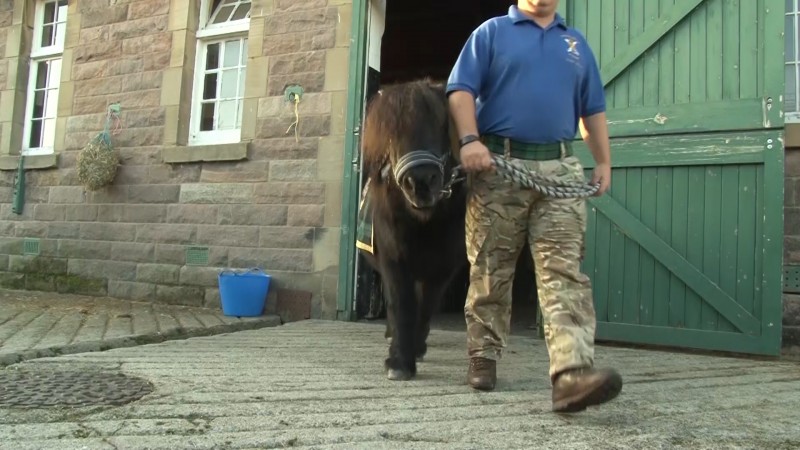 Little Army Pony Gets A Big Military Promotion
