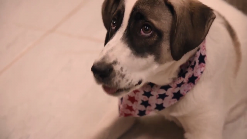 Morale Dog Melts Hearts At Afghanistan Base