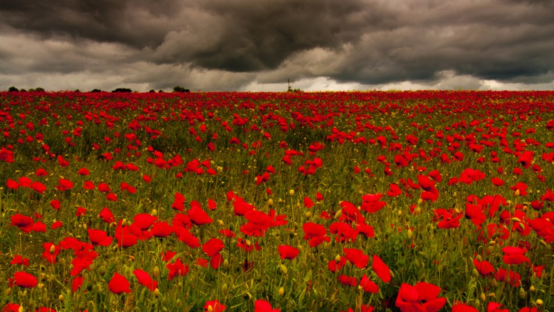 The story of the poppy: How a single flower came to define British ...