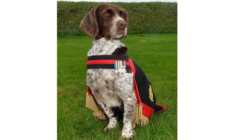 Buster: The Dog Who Saved A Thousand Lives