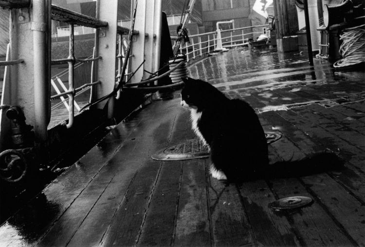 Ten Of The Most Important Ship's Cats Of All Time
